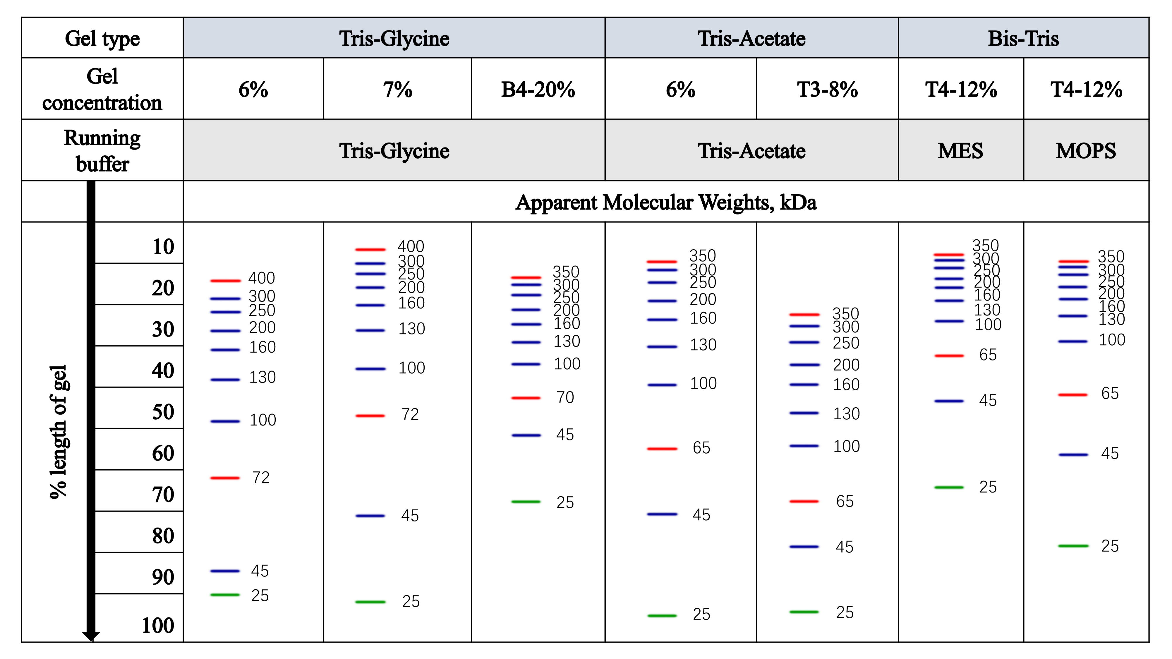 Pre-stained Protein Ladder-x10126